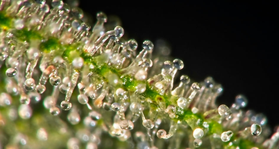 O que são tricomas na planta da Cannabis sativa? - Alivitta Labs